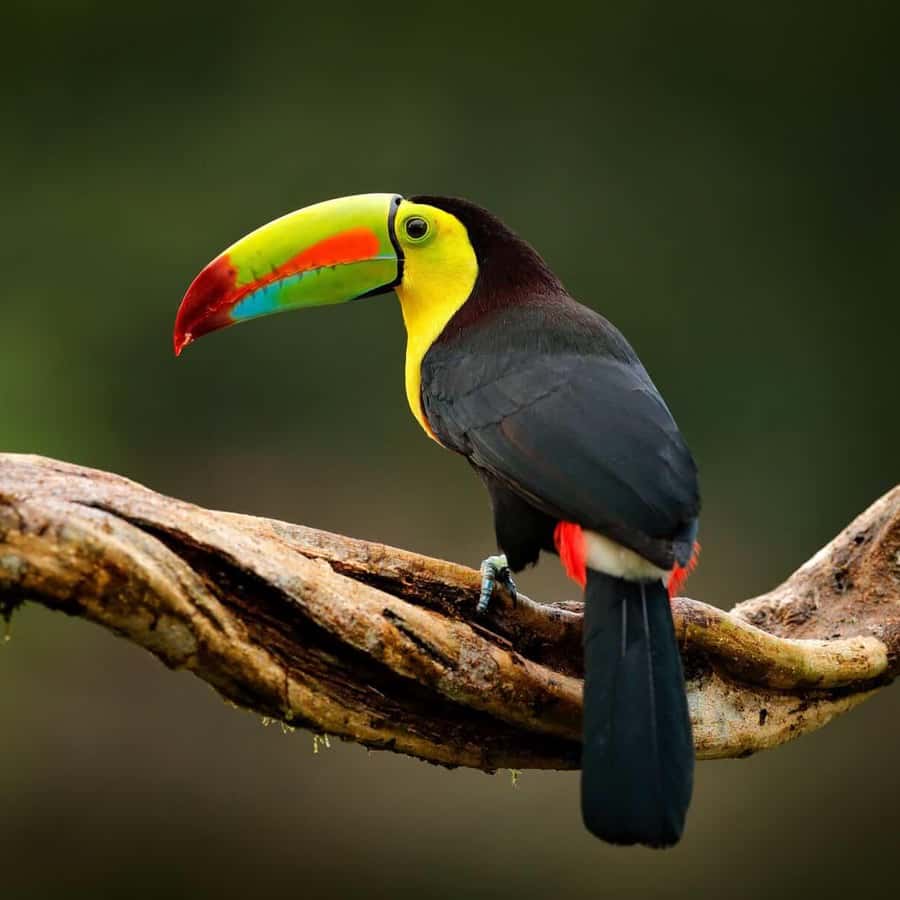 Costa Rica : Birdwatching experience with a profesional. | GetYourGuide