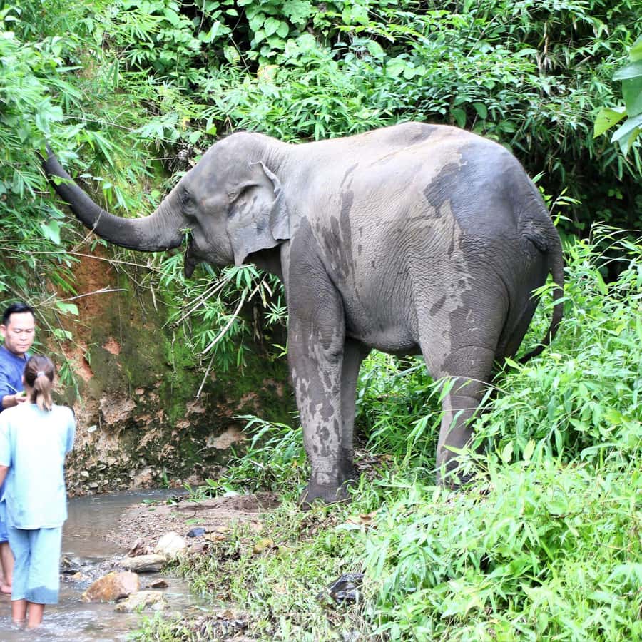 Chiang Mai: Small Group Ethical Elephant Sanctuary Tour | GetYourGuide