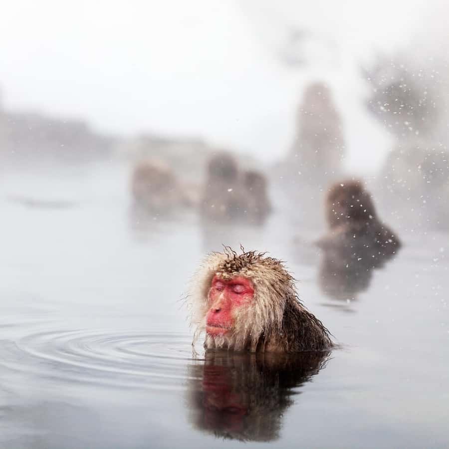 Nagano Privato: Scimmie delle nevi e Obuse Hokusai, Sake, Miso | GetYourGuide