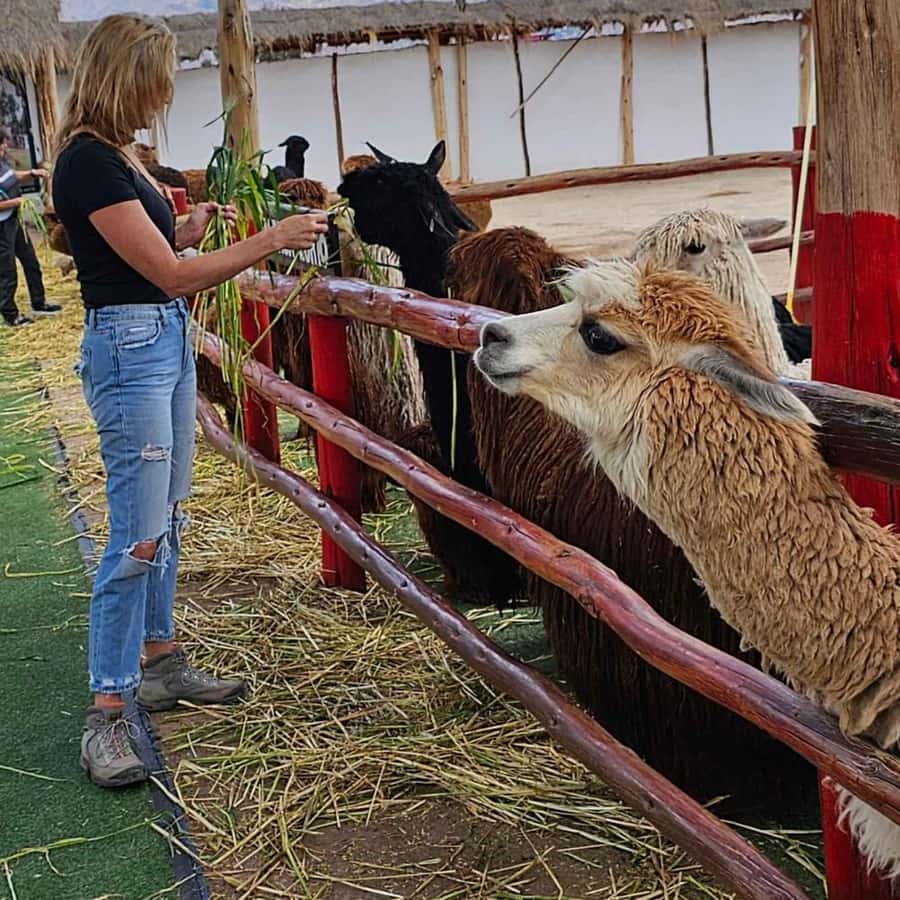 Alpaka- und Lama-Farm mit Webvorführung | GetYourGuide