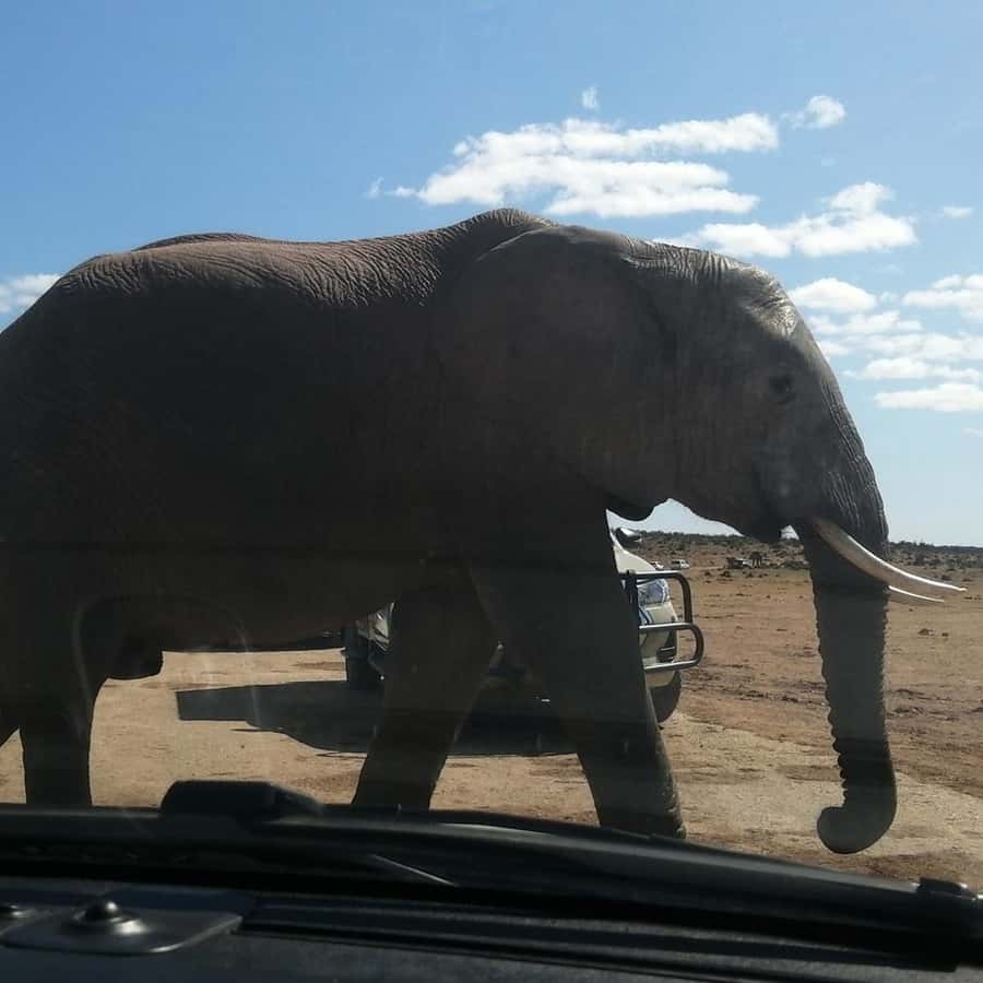 Port Elizabeth : Full-Day Addo Elephant Park Wildlife Tour | GetYourGuide