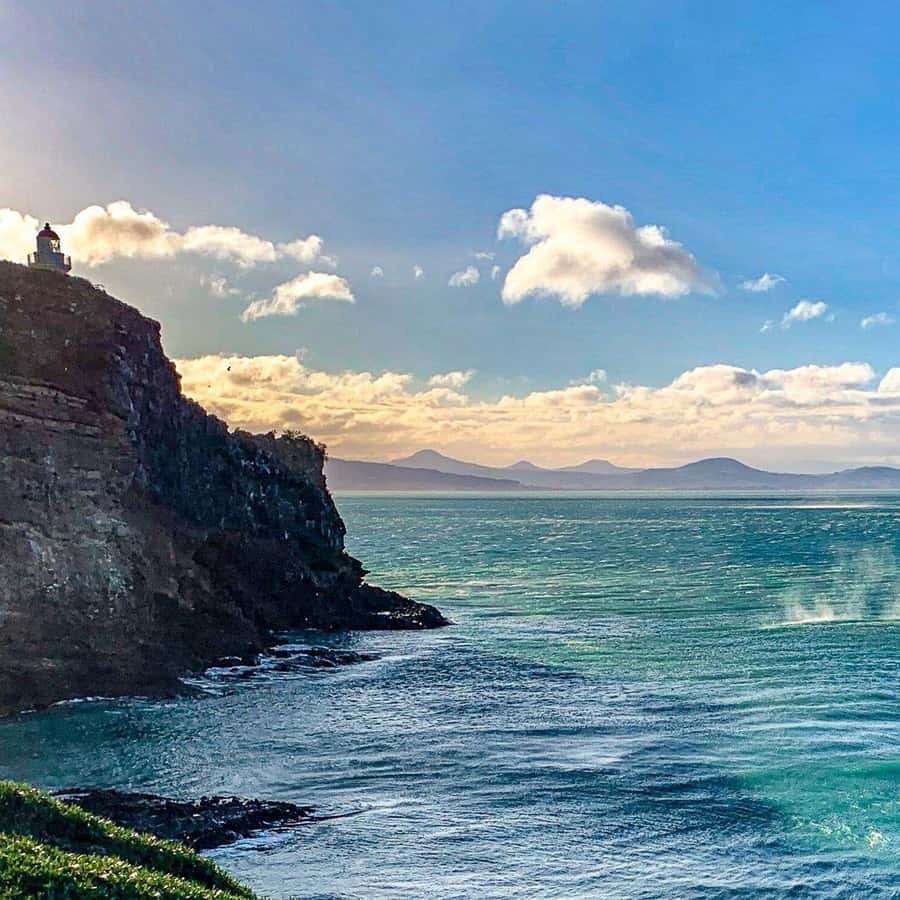 Dunedin City & Otago Peninsula Scenery Day Tour | GetYourGuide