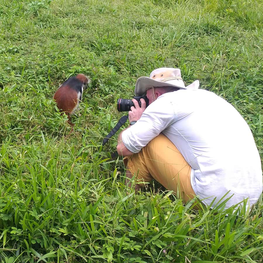 Zanzíbar: Tour privado al bosque de Jozani y los monos colobos rojos ...