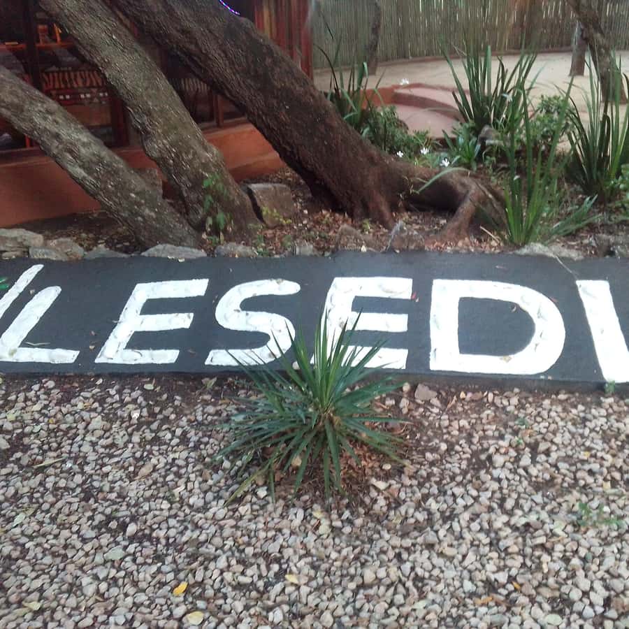 Jhb:Cradle Of Humankind, Lion Park & Lesedi Cultural Village | GetYourGuide