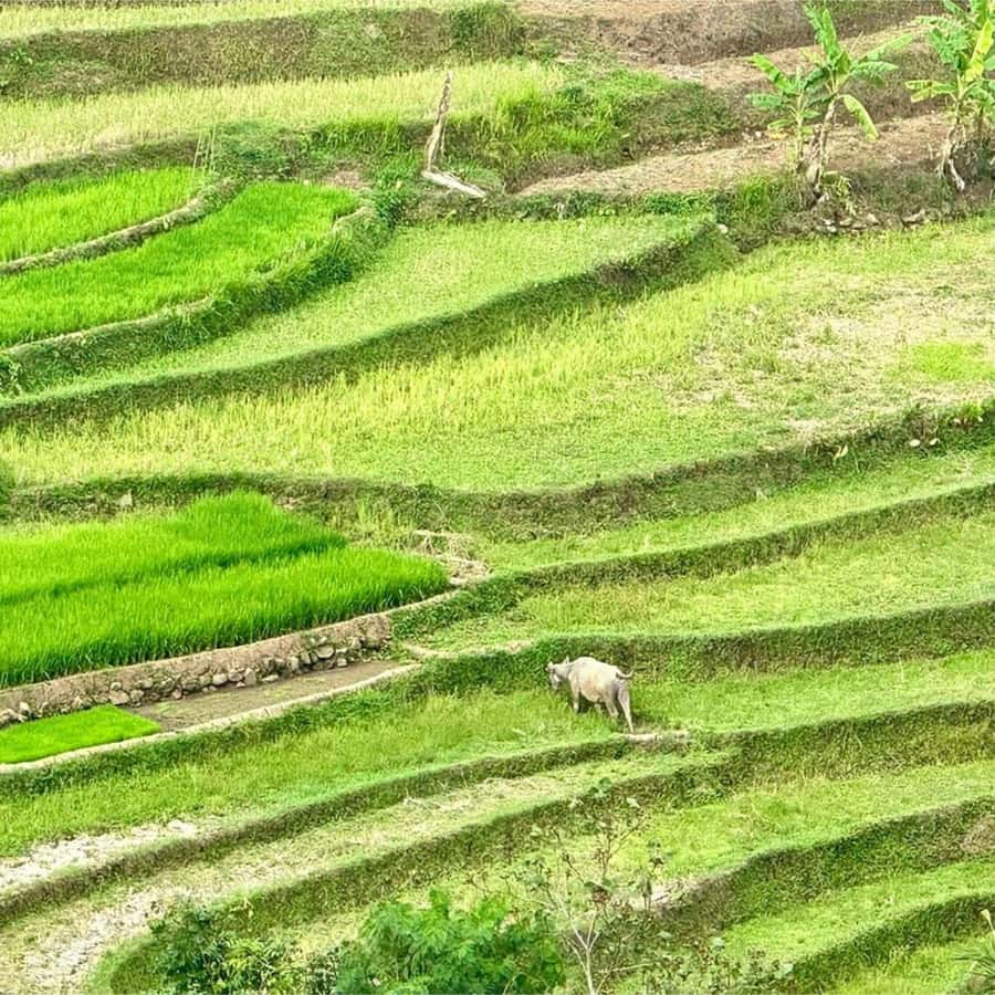 Yogyakarta: Selogriyo Temple, Rice Terraces & Waterfall Tour | GetYourGuide