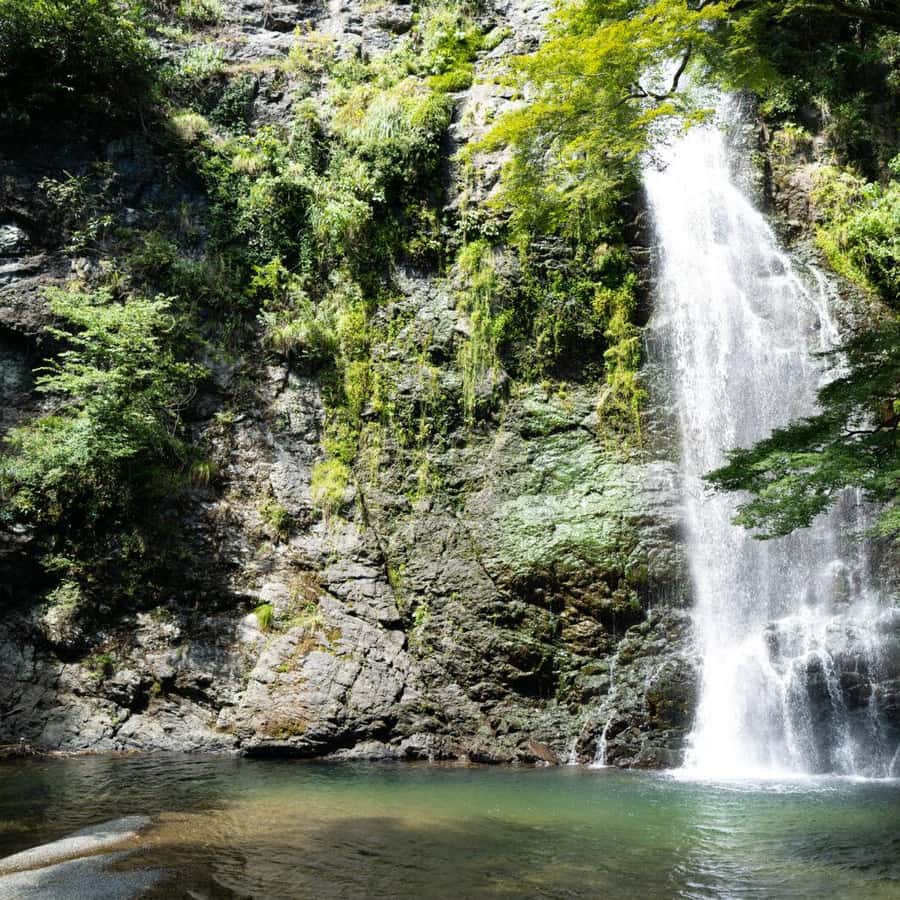 Osaka: Minoh, Katsuoji Temple, & Minoh Falls Full-day Tour | GetYourGuide