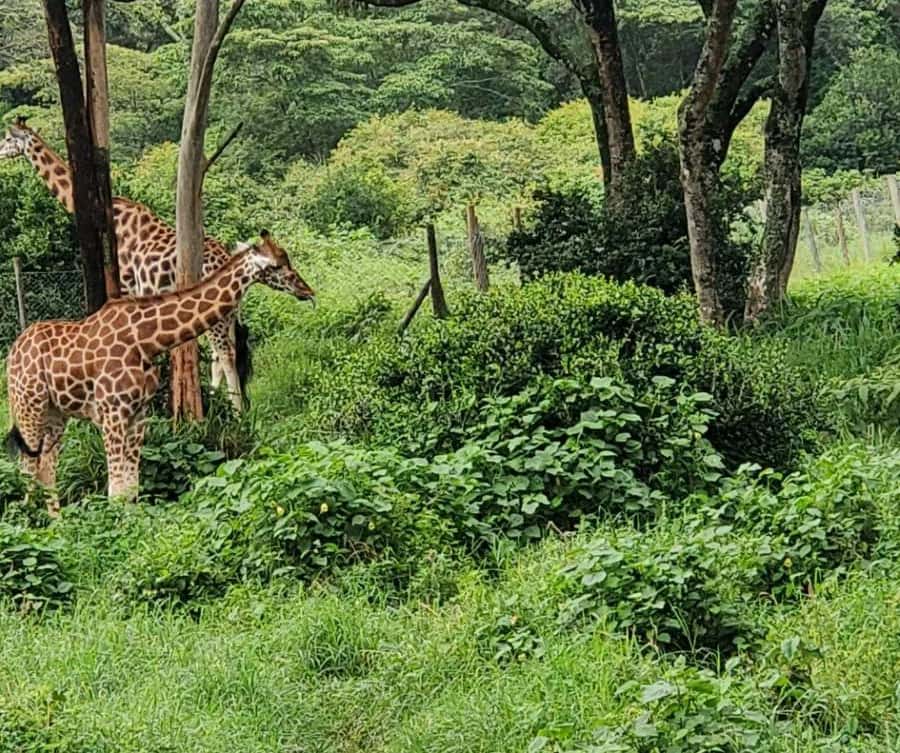 Nairobi Safari:National Park, Elephants &Giraffes GuidedTour | GetYourGuide