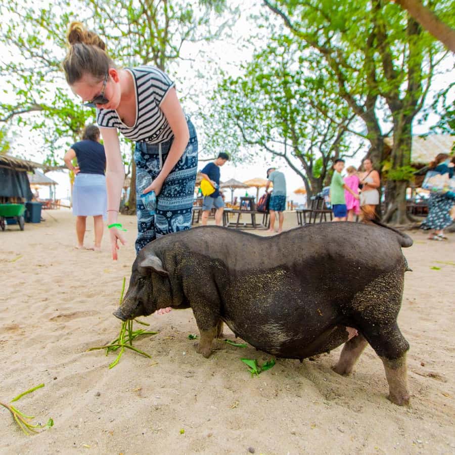 Koh Samui: Pink Dolphin Spotting & Pig Island Speedboat Tour | GetYourGuide