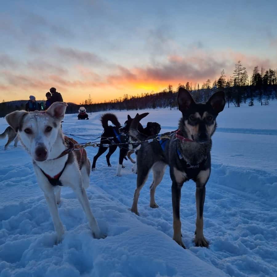 8-10 km. Safari z psami husky z Rovaniemi i wizyta w hodowli | GetYourGuide