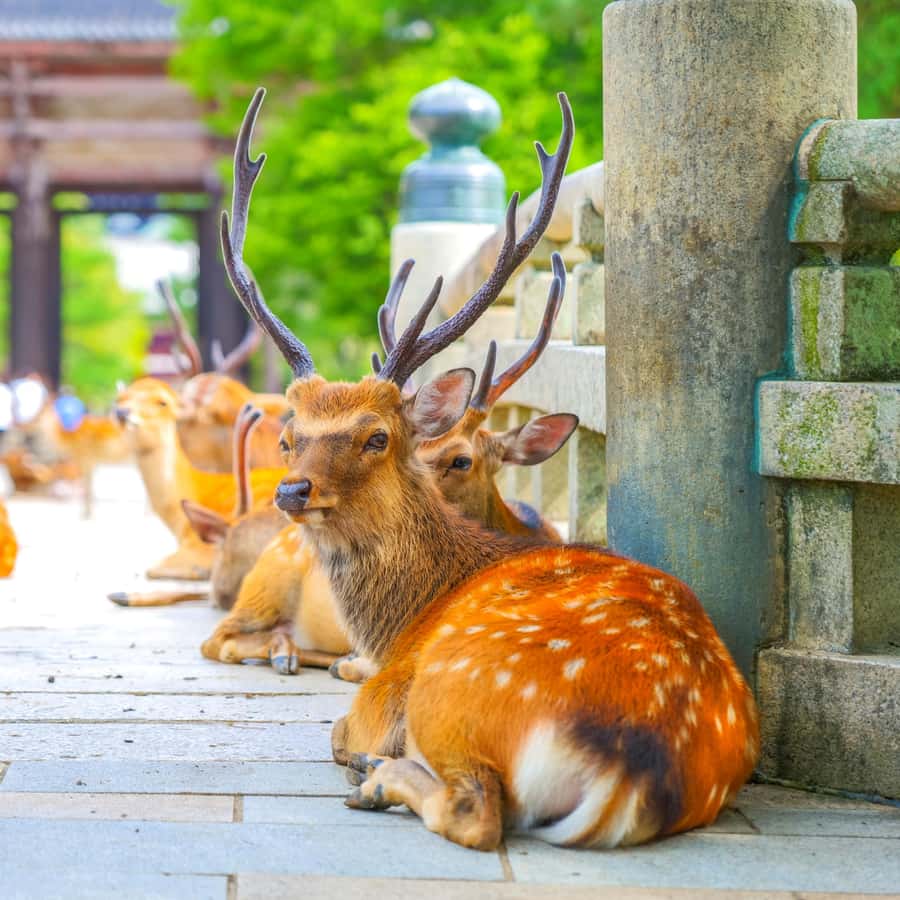 Kyoto/Osaka: Kinkakuji, Bamboo Forest, and Nara Deer Park | GetYourGuide