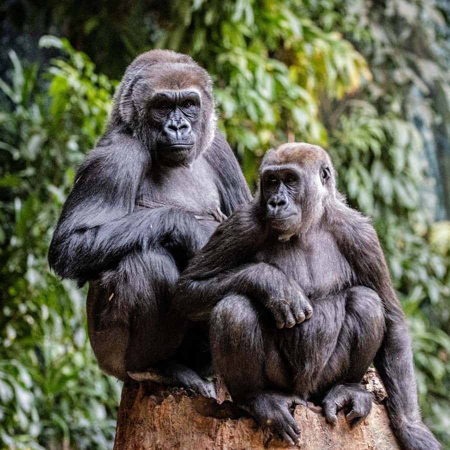 Toronto: Toronto Zoo Entry Ticket | GetYourGuide