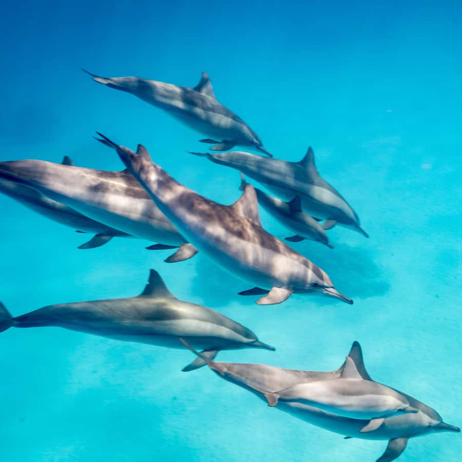 Marsa Alam:Sataya Reefs delfin sznorkelezés hajókirándulás ebéddel ...