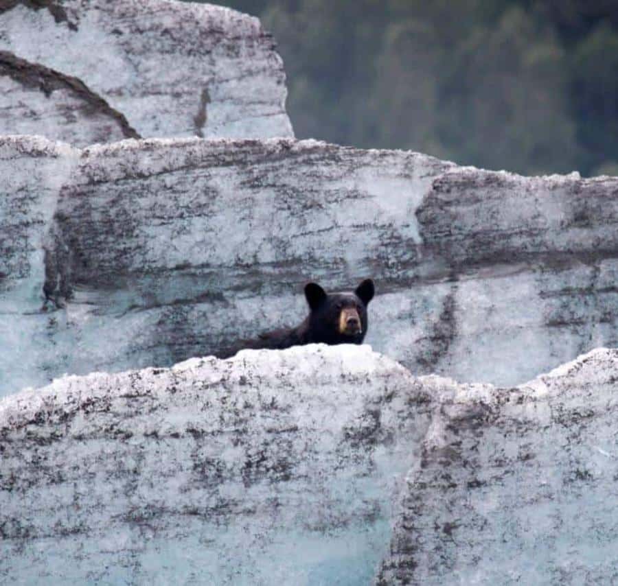Girdwood: Bears, Trains, & Icebergs Tour | GetYourGuide