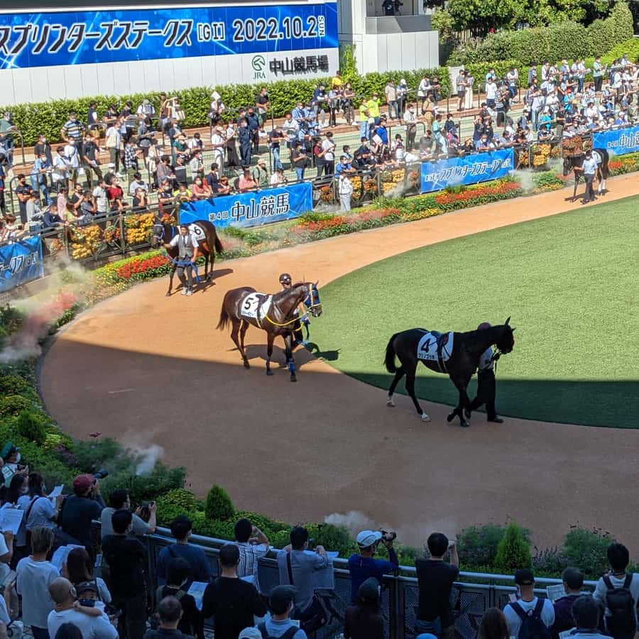 Tokyo: Horse Racing Private Tour – Win and Fun | GetYourGuide
