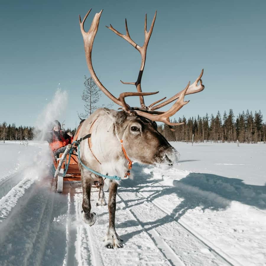 Rovaniemi: Santa's Village with Husky & Reindeer Sled Ride | GetYourGuide