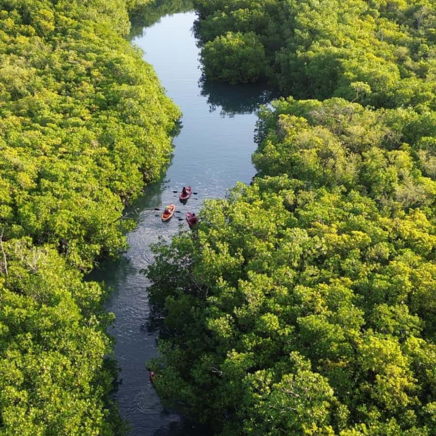 Zanzibar: Uzi Island Mangrove forest Kayaking & Village Tour | GetYourGuide
