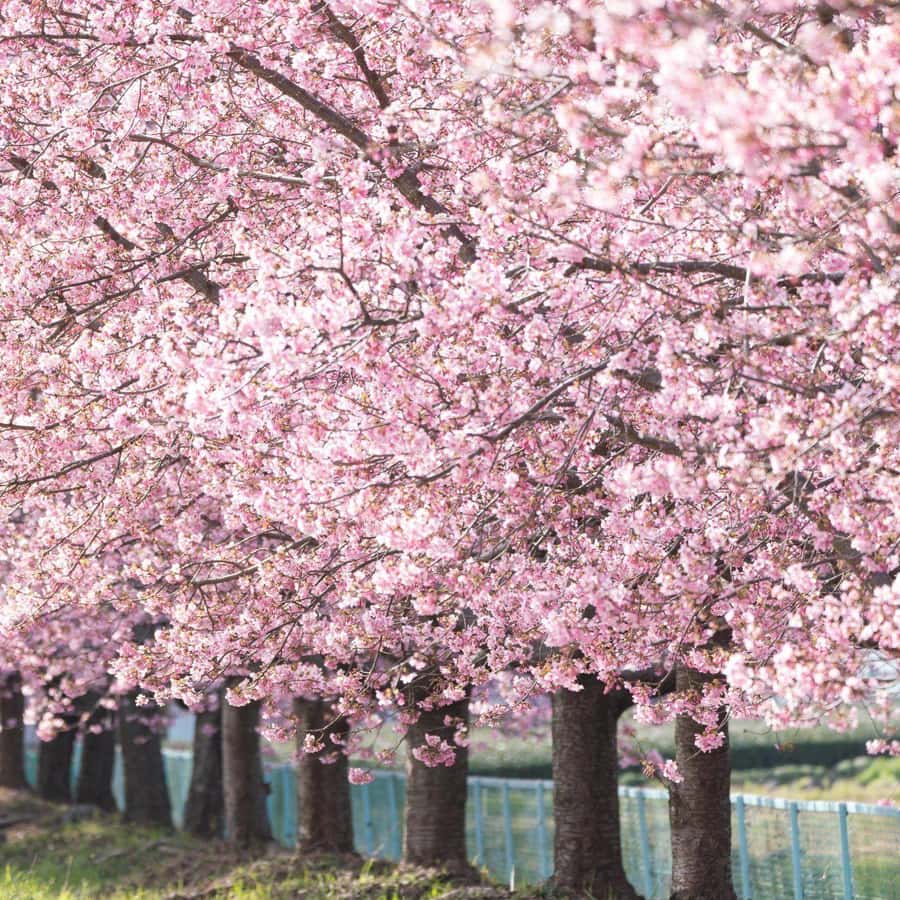Tokyo:Izu Penisula Train Mt Omuro, Capybara Sightseeing Trip | GetYourGuide