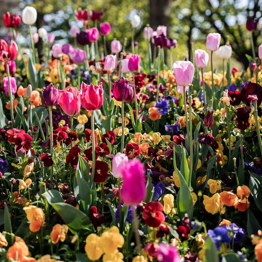 Sydney: Canberra Floriade Festival & Tulip Top Gardens Tour | GetYourGuide