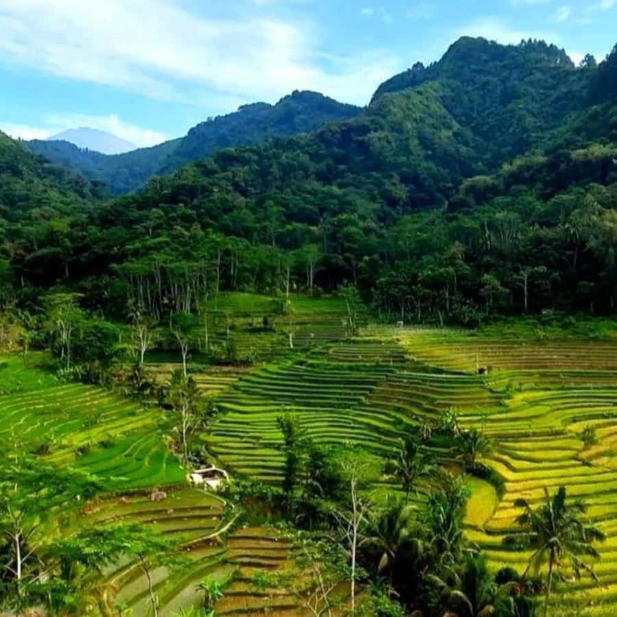 Yogyakarta ; exploration des rizières de Selogriyo. Temple. | GetYourGuide