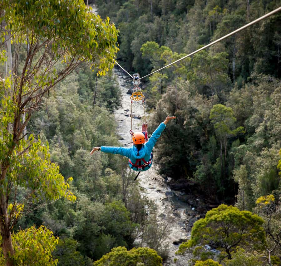 Launceston: Hollybank Forest Treetop Zip Lining with Guide | GetYourGuide