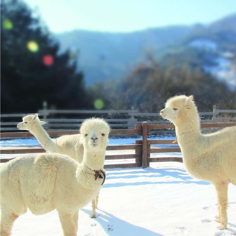 Eobi Ice Valley & Nami (+ Light Festival, Railbike, Alpaca) | GetYourGuide