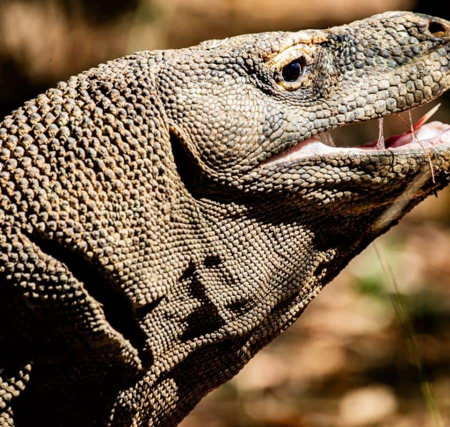 Depuis Labuan Bajo, explorez l'île de Komodo et faites de la plongée ...