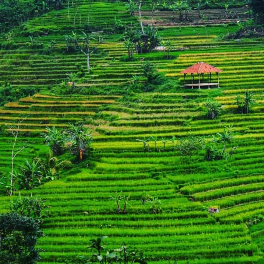 Yogyakarta; Exploring Rice Fields in Selogriyo. Tempel. | GetYourGuide