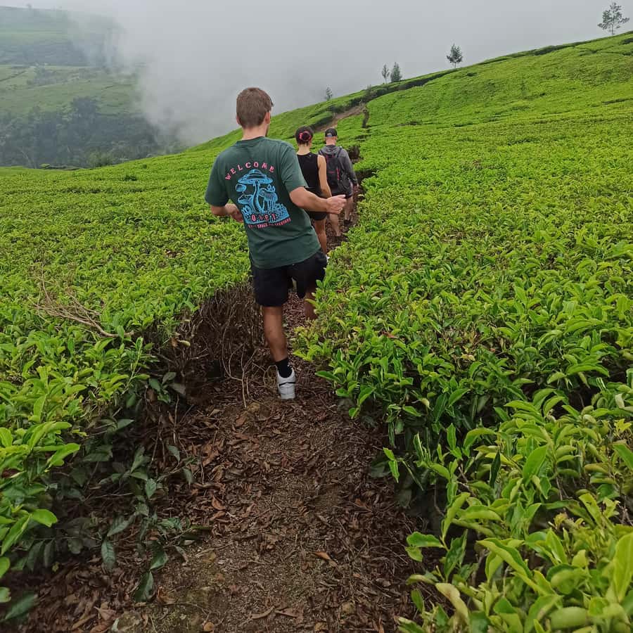 Volcano, Hot Spring, Mud Bathing, & Tea Tour all included | GetYourGuide