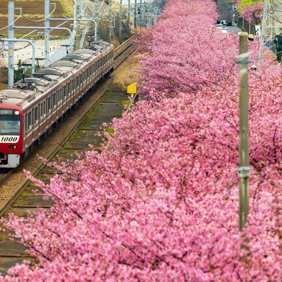 Tokyo : péninsule d'Izu, train, mont Omuro, excursion touristique pour ...