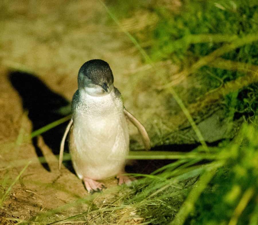 Phillip Island Penguin Parade Afternoon Tour from Melbourne | GetYourGuide