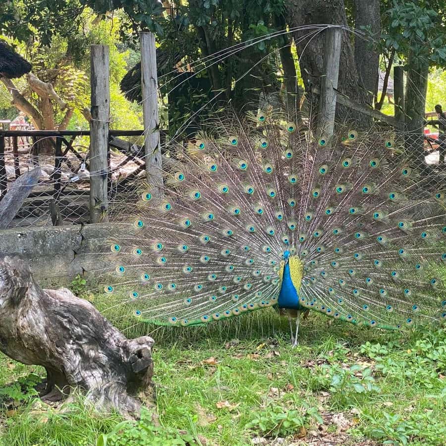 Zanzibar: Prison Island Gided Tour | GetYourGuide