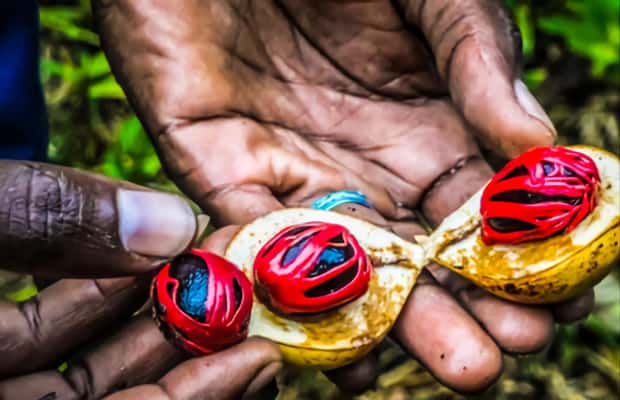 Zanzibar : ferme d'épices et île-prison avec dégustations gratuites ...