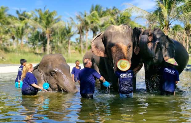 Bangkok: Elephant Sanctuary &Khao Kheow Open Zoo (Moodeng) | GetYourGuide