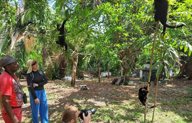 Rumble in the Jungle: Belize Howler Monkey Expedition | GetYourGuide