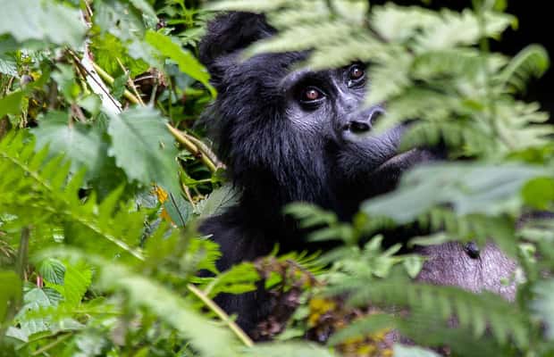 Uganda: 10-tägige Safari von Entebbe zu den Murchison Falls | GetYourGuide