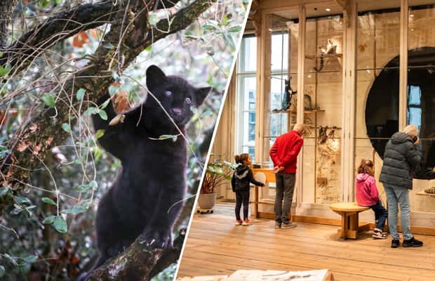 Amsterdam: ARTIS Royal Zoo and ARTIS Groote Museum Ticket | GetYourGuide