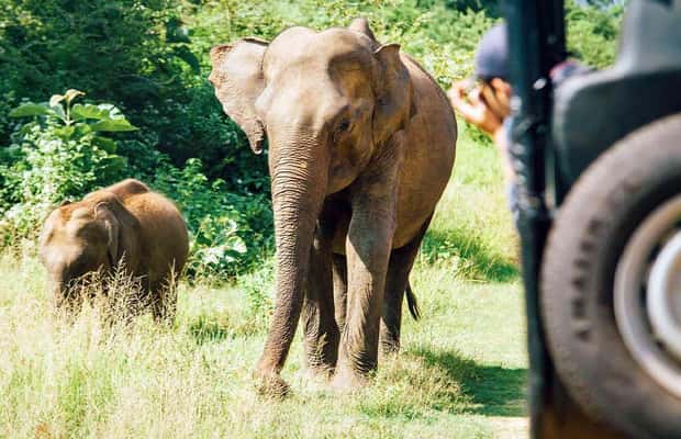 Private Tour from Sigiriya to Kandy with Wasgamuwa Safari | GetYourGuide