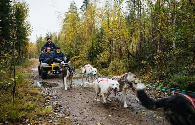 Rovaniemi: 3 km husky-karrit met gids en rondleiding door de kennel ...