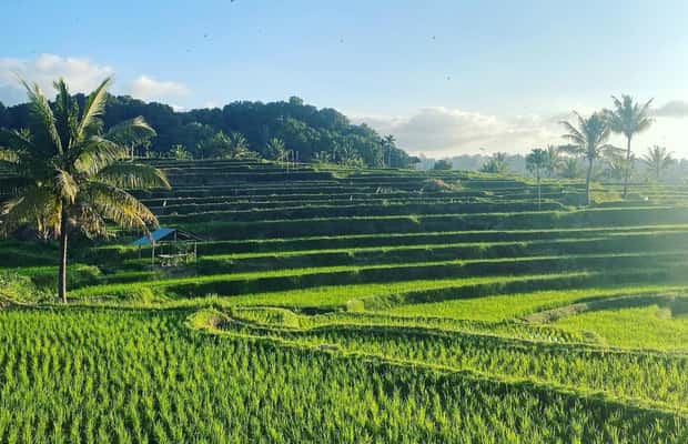 Lombok: Rice Field Terrace, Waterfalls, Culture & Tradition | GetYourGuide