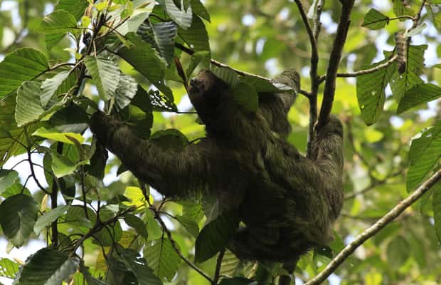 Costa Rica: Sloth tour and Coffee, Chocolate, and Sugarcane | GetYourGuide
