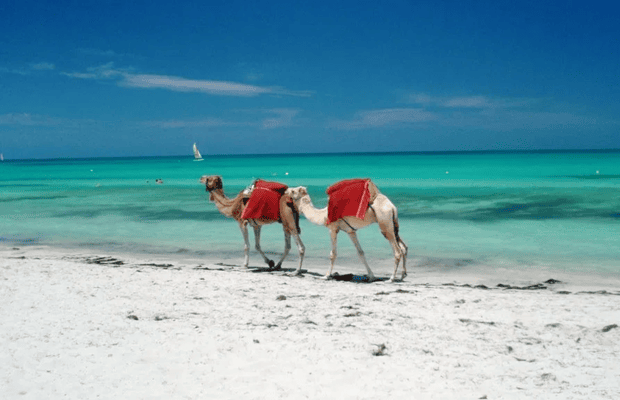 Heritage & Art Discovery: An Unforgettable Day in Djerba | GetYourGuide