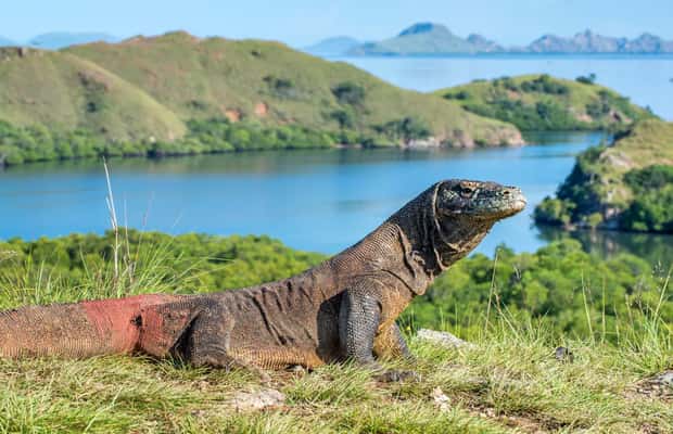Komodo Island: Komodo Dragons & Islands Day Tour | GetYourGuide