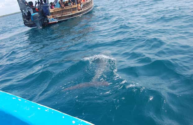 Wasini Dolphin 🐬 Tour from Diani Beach / Mombasa | GetYourGuide
