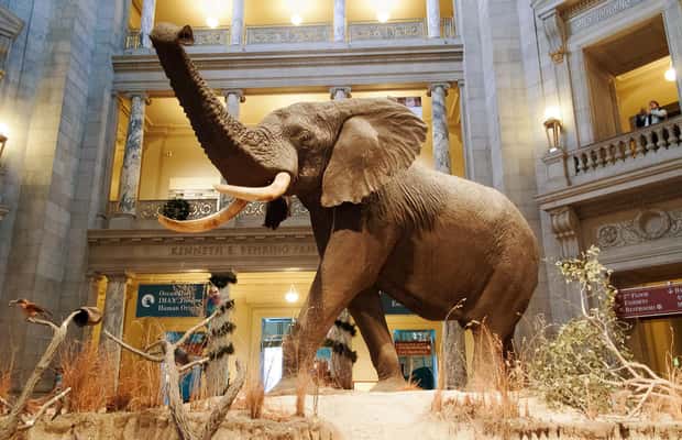 Tour semiprivado ao Museu Smithsonian de História Natural para 8 ...