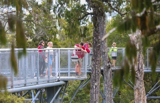Hokitika: West Coast Treetop Walkway Entrance Ticket | GetYourGuide