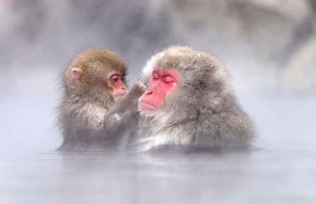 Nagano: Snow Monkeys, Zenkoji Temple & Sake Day Trip | GetYourGuide