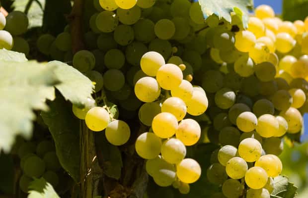 Naples: Mount Vesuvius Vineyard Tour w/ Lunch & Wine Tasting | GetYourGuide