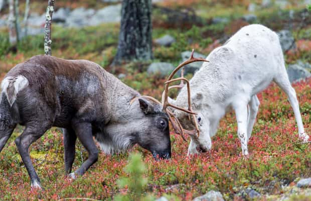 Rovaniemi: Experiența fermei de reni de vară | GetYourGuide