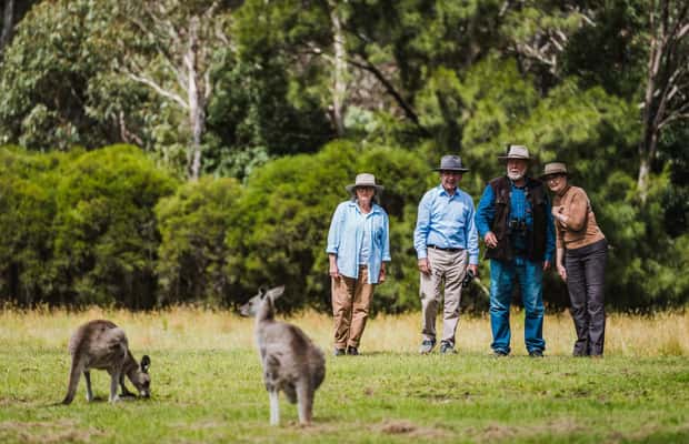 Canberra: Kangaroos and Koala Experience Tour | GetYourGuide