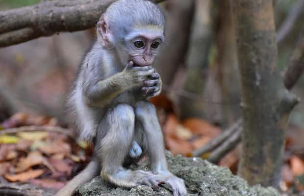 St. Peter: Monkey Feeding at Barbados Wildlife Reserve | GetYourGuide